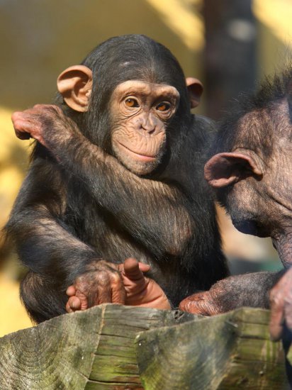 Maksimir Park & the City Zoo | Sightseeing | Zagreb