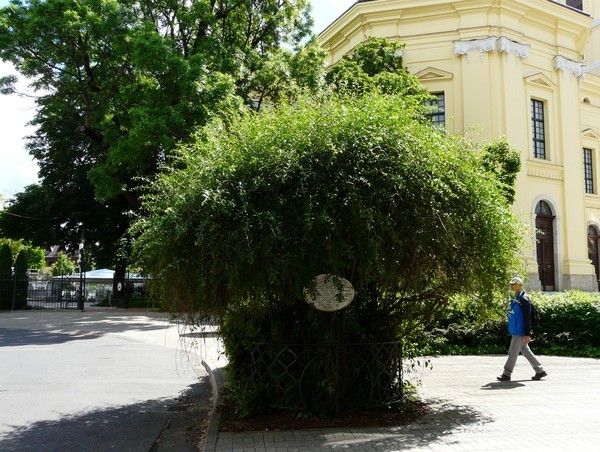 Lycium Tree | Sightseeing | Debrecen