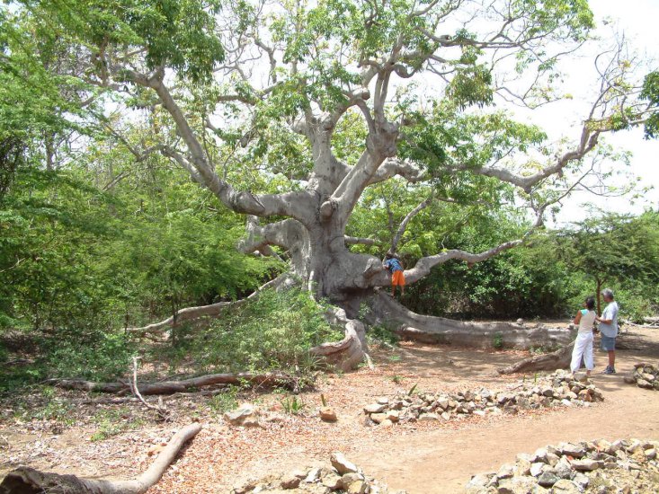 Hòfi Pastor | Curacao Sightseeing | Curacao