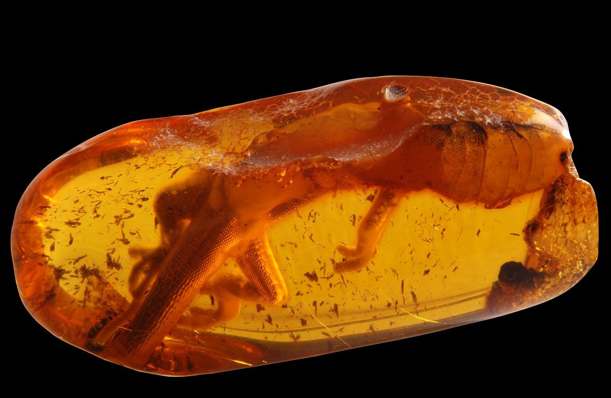 The World-Famous Amber Museum in Gdańsk