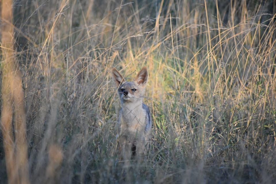 Dinokeng Game Reserve | Day trips from Joburg | Johannesburg