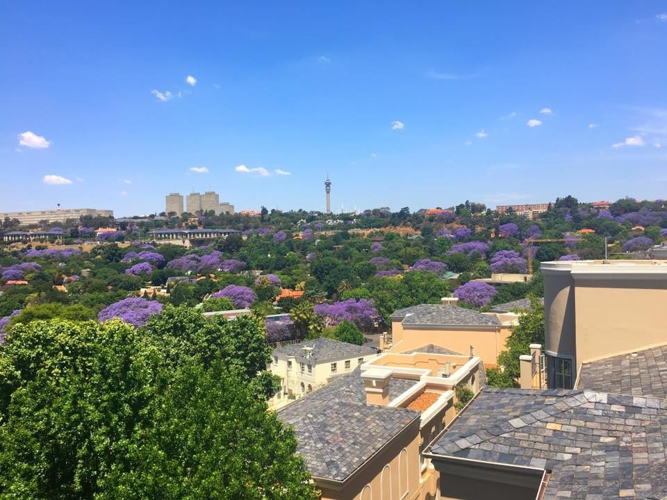 Joburg Jacarandas – Galleries and Calories tour by Joburg 360 ...