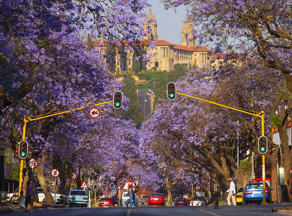 Where to see Pretoria's jacaranda spring