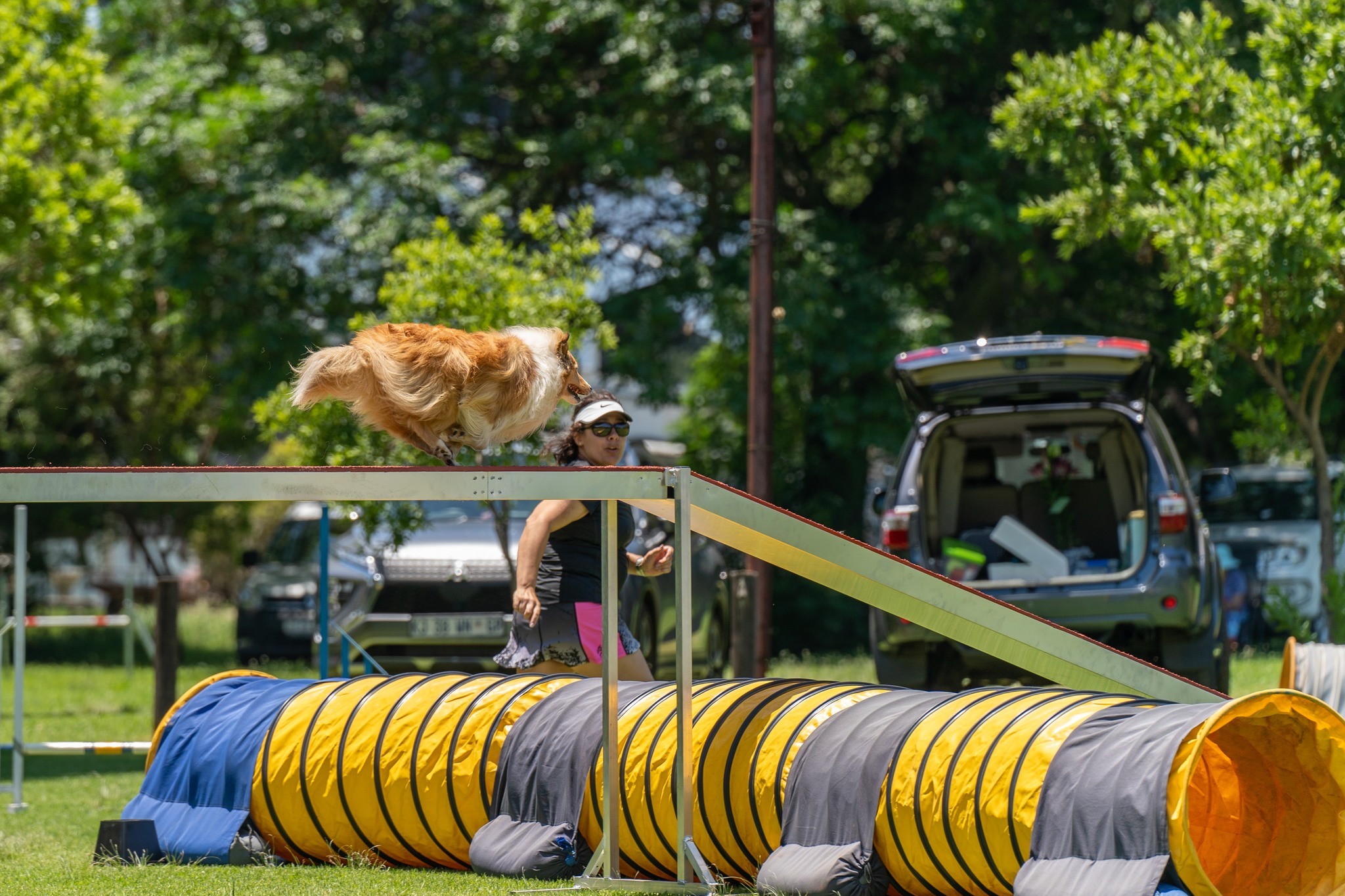 Dog Agility at this year's Rand Show