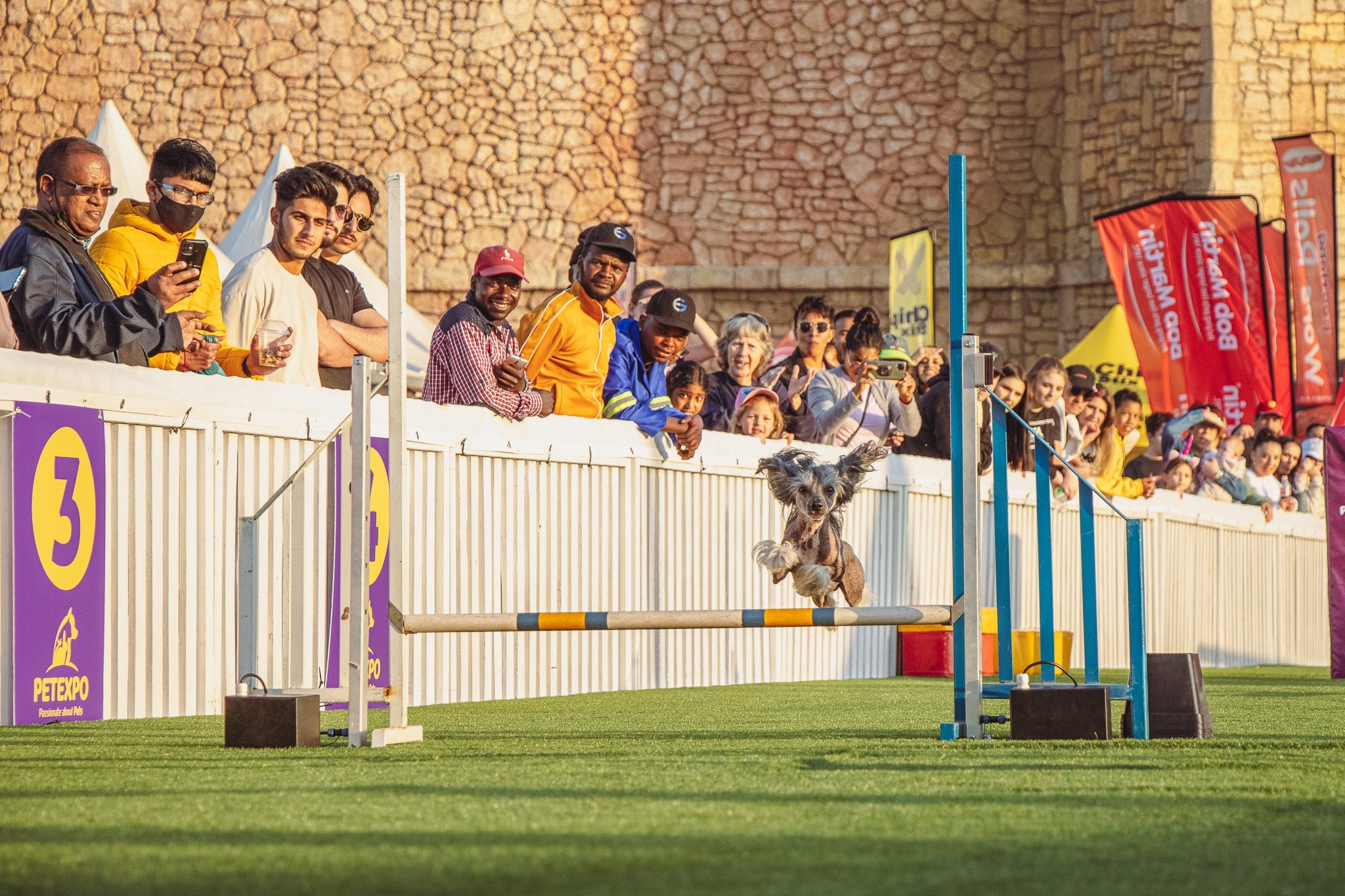 Dog Agility at this year's Rand Show