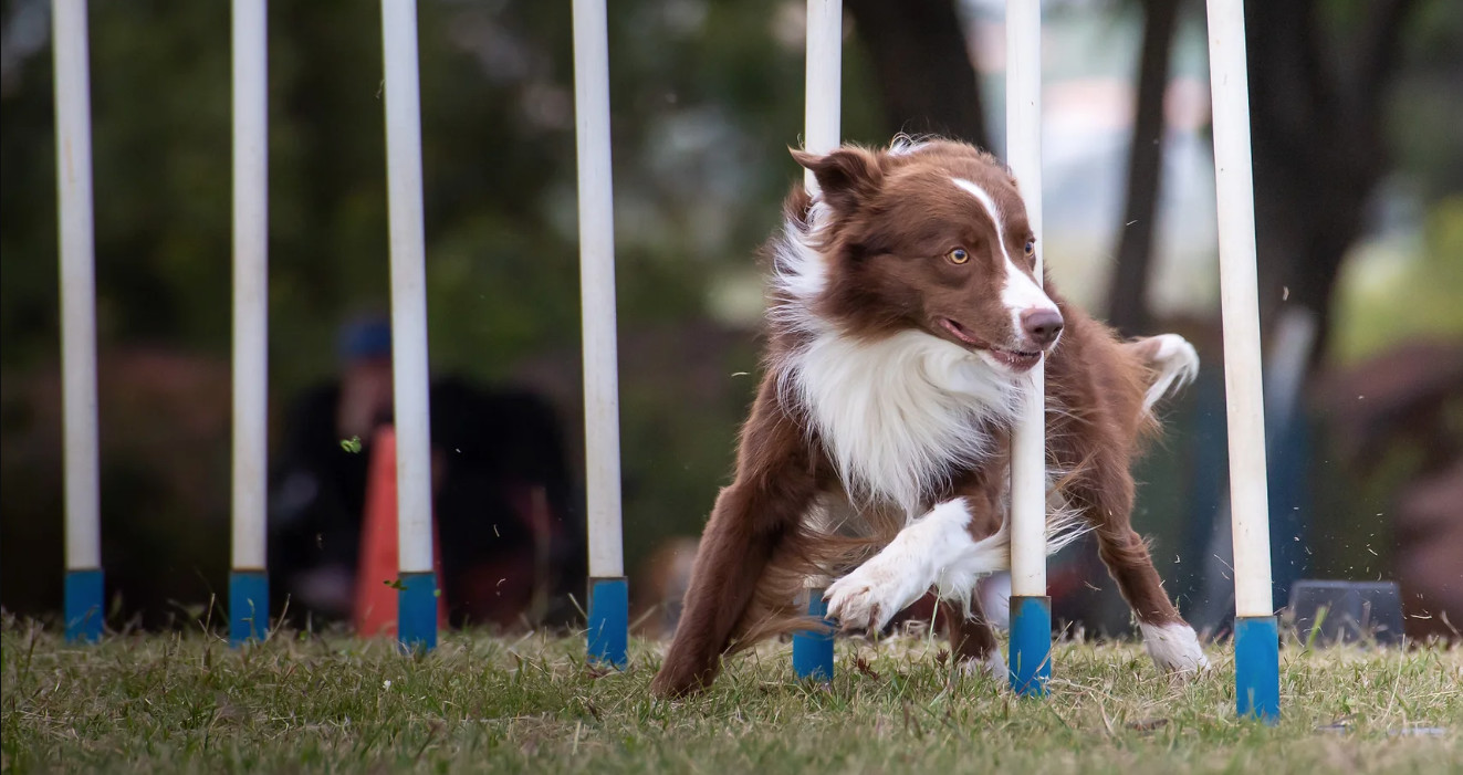 Dog Agility at this year's Rand Show