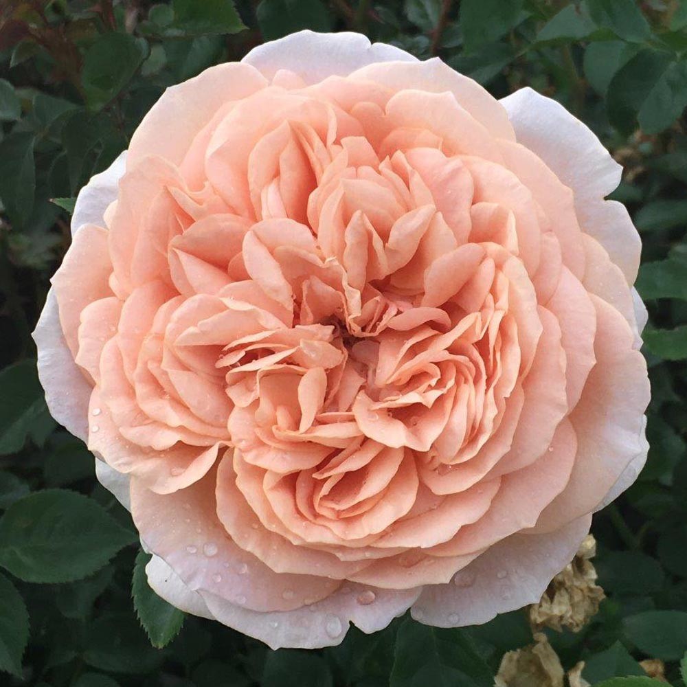 Ludwig's Roses | Parks, Sports & Outdoors | Johannesburg