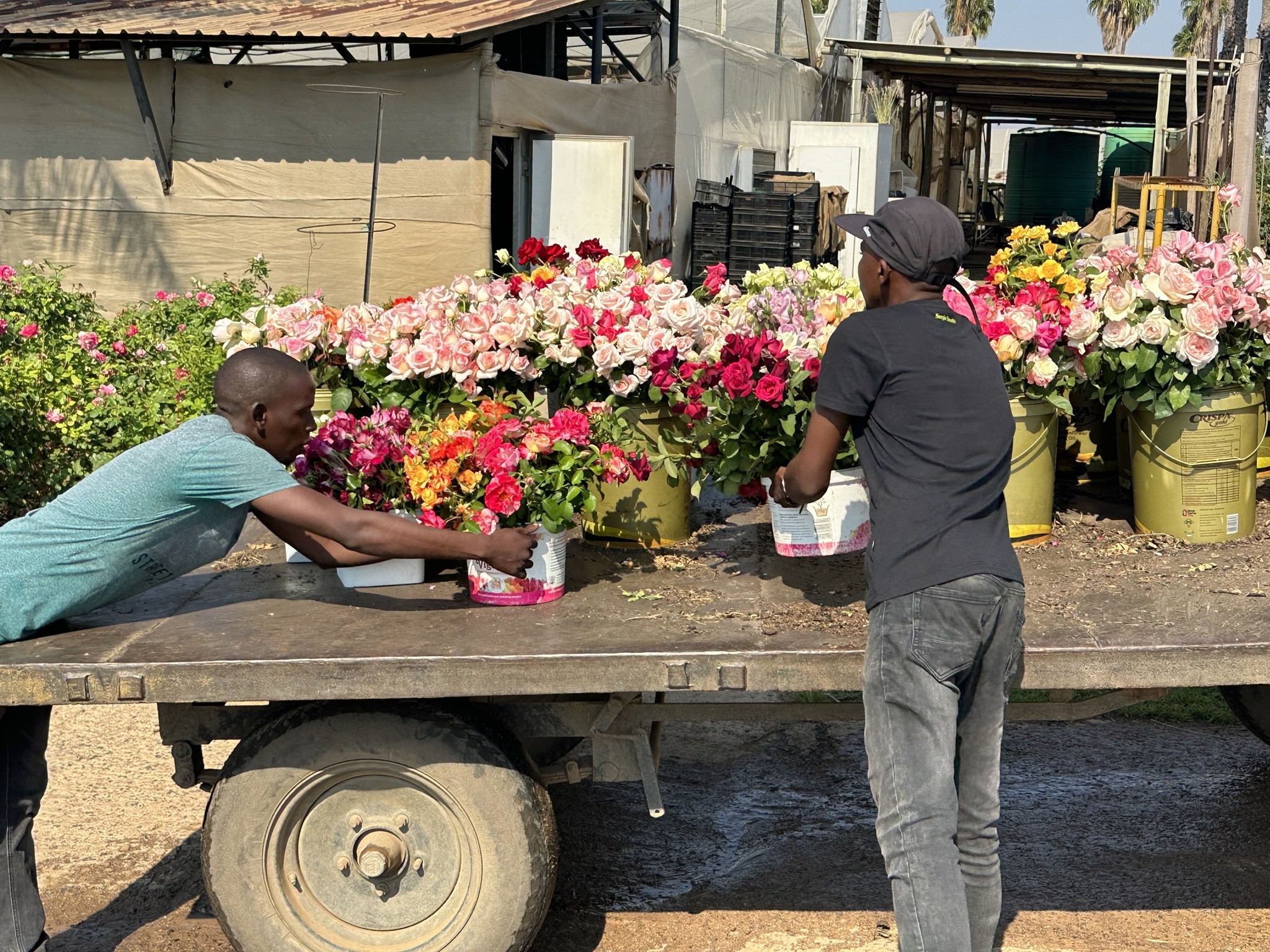 Ludwig's Roses Easter Market