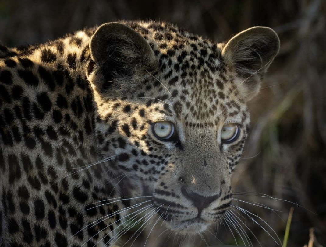 Symphony & Safari: Johannesburg Philharmonic Orchestra at Mdluli Safari ...