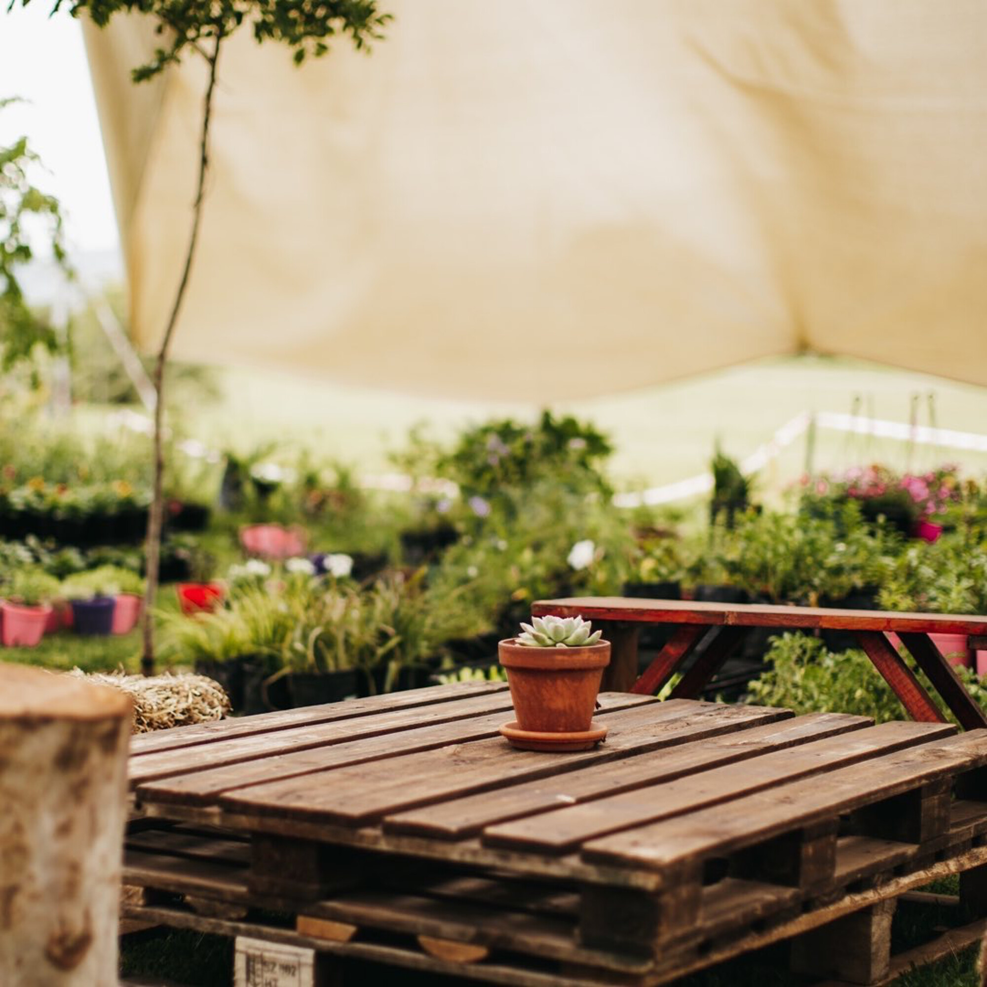 Almond Blossom Festival at The Field Berry Farm
