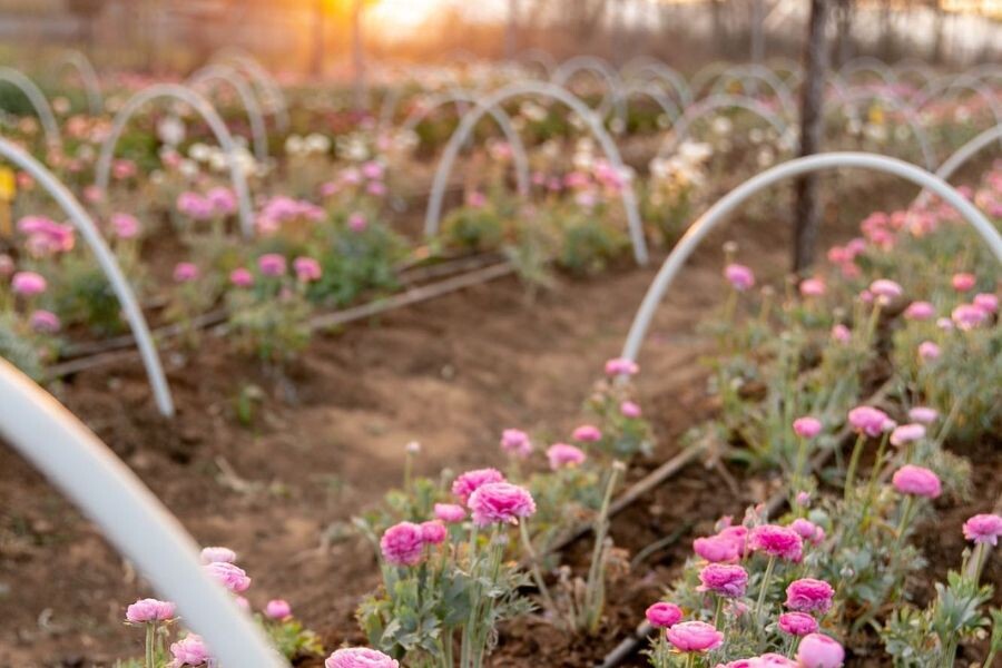 Akanaka Blooms | Venues | Johannesburg