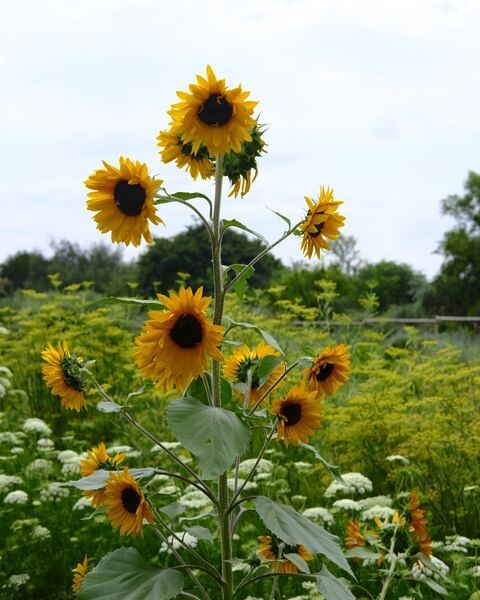 Where to forage in Joburg