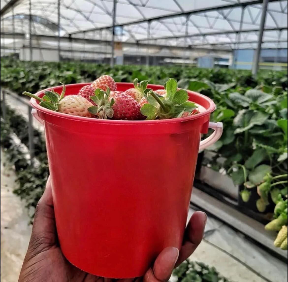 Mac Fresh Deli & Berry Farm | Parks, Sports & Outdoors | Johannesburg