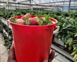 Mac Fresh Deli & Berry Farm | Parks, Sports & Outdoors | Johannesburg