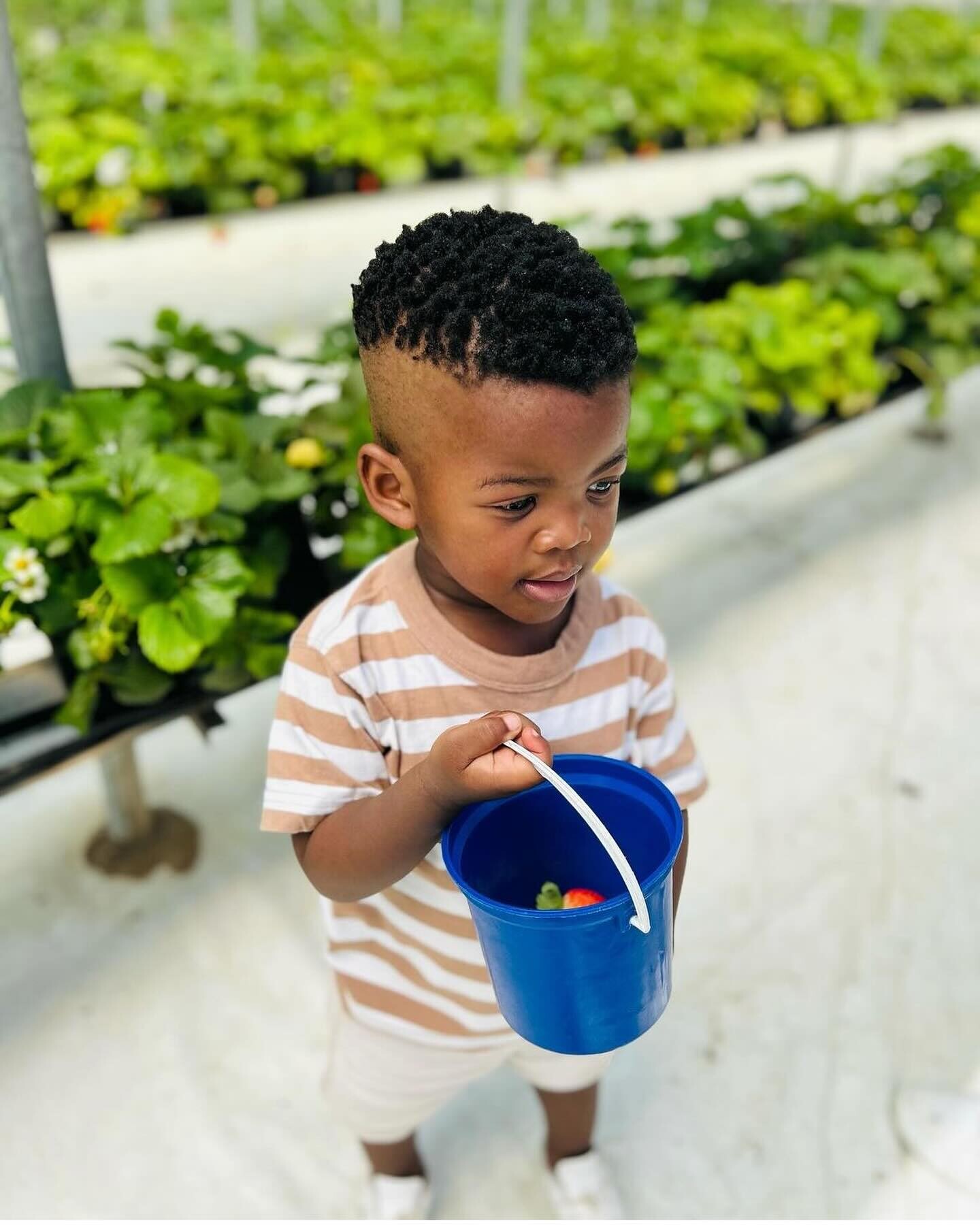 Mac Fresh Deli & Berry Farm | Parks, Sports & Outdoors | Johannesburg