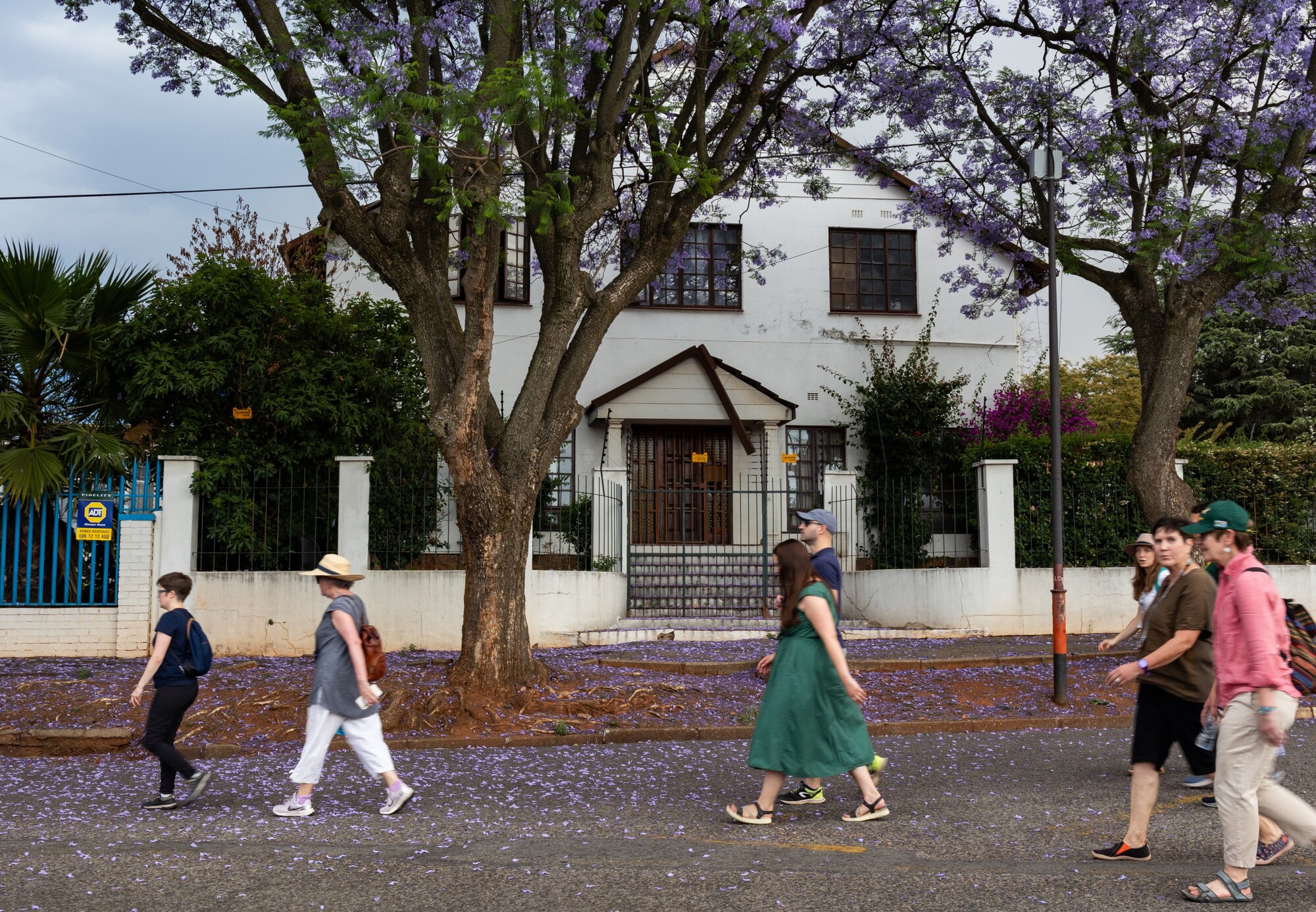 Where to find the best jacaranda views and streets in Joburg and Pretoria