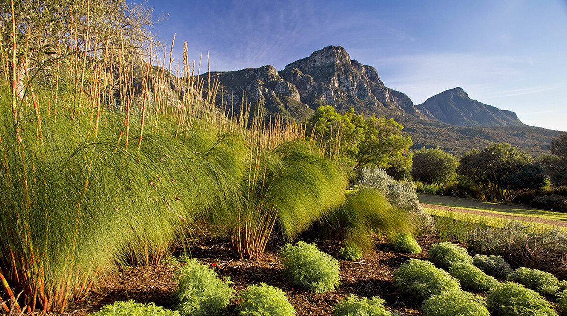 Kirstenbosch National Botanical Garden in Cape Town – a visitor's guide