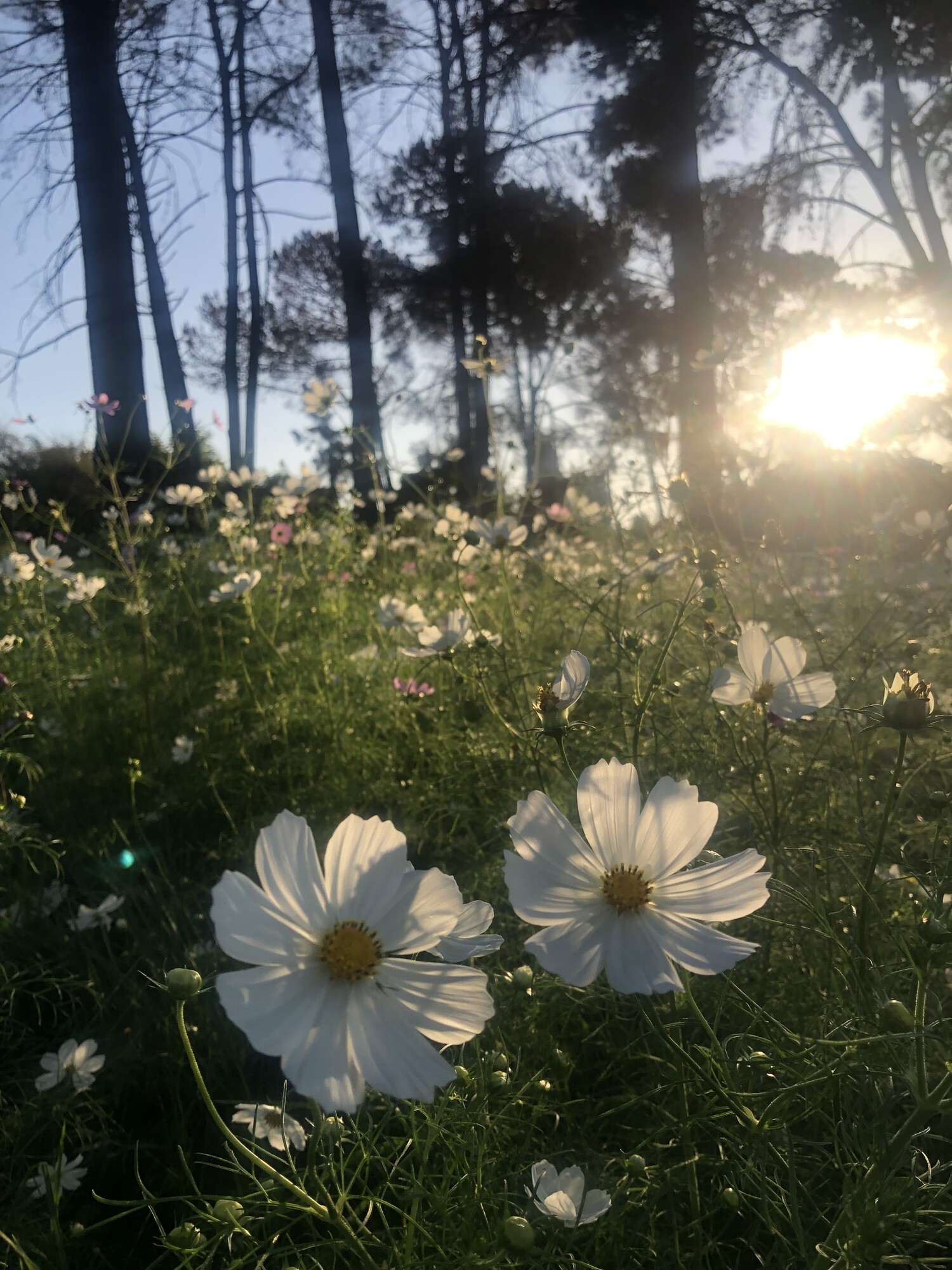 Delta Park and surrounds: A guide to Blairgowrie, Craighall, and ...