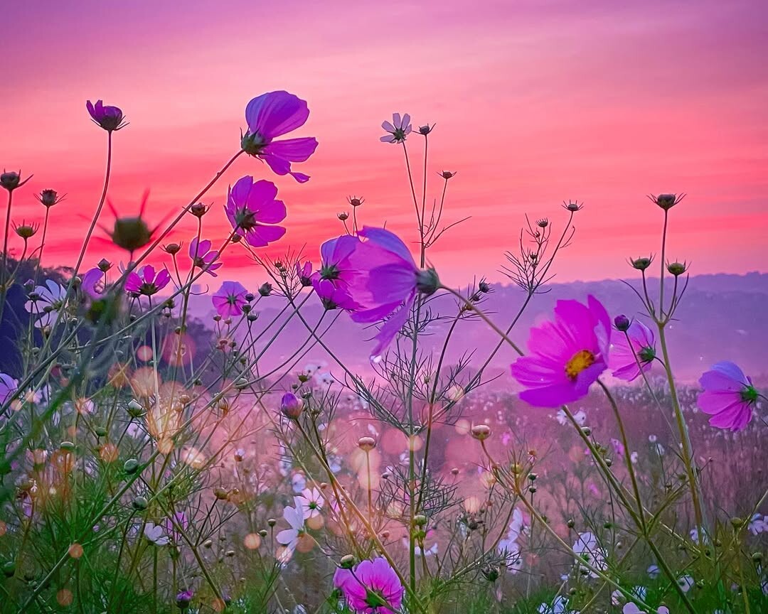 See the winning #CosmosInYourPocket2025 photos