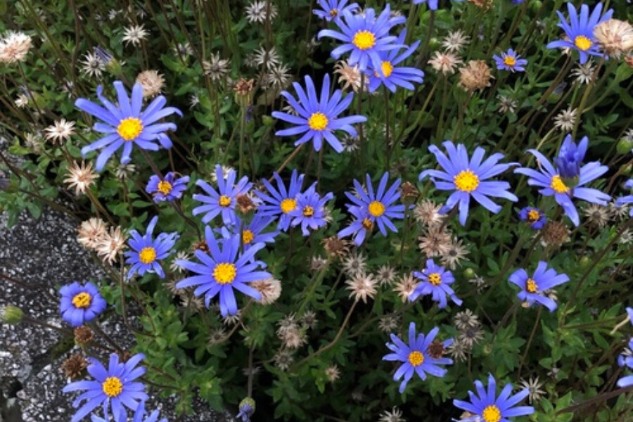 Q&A with Andrew Hankey: South African Indigenous Garden Plants – The ...