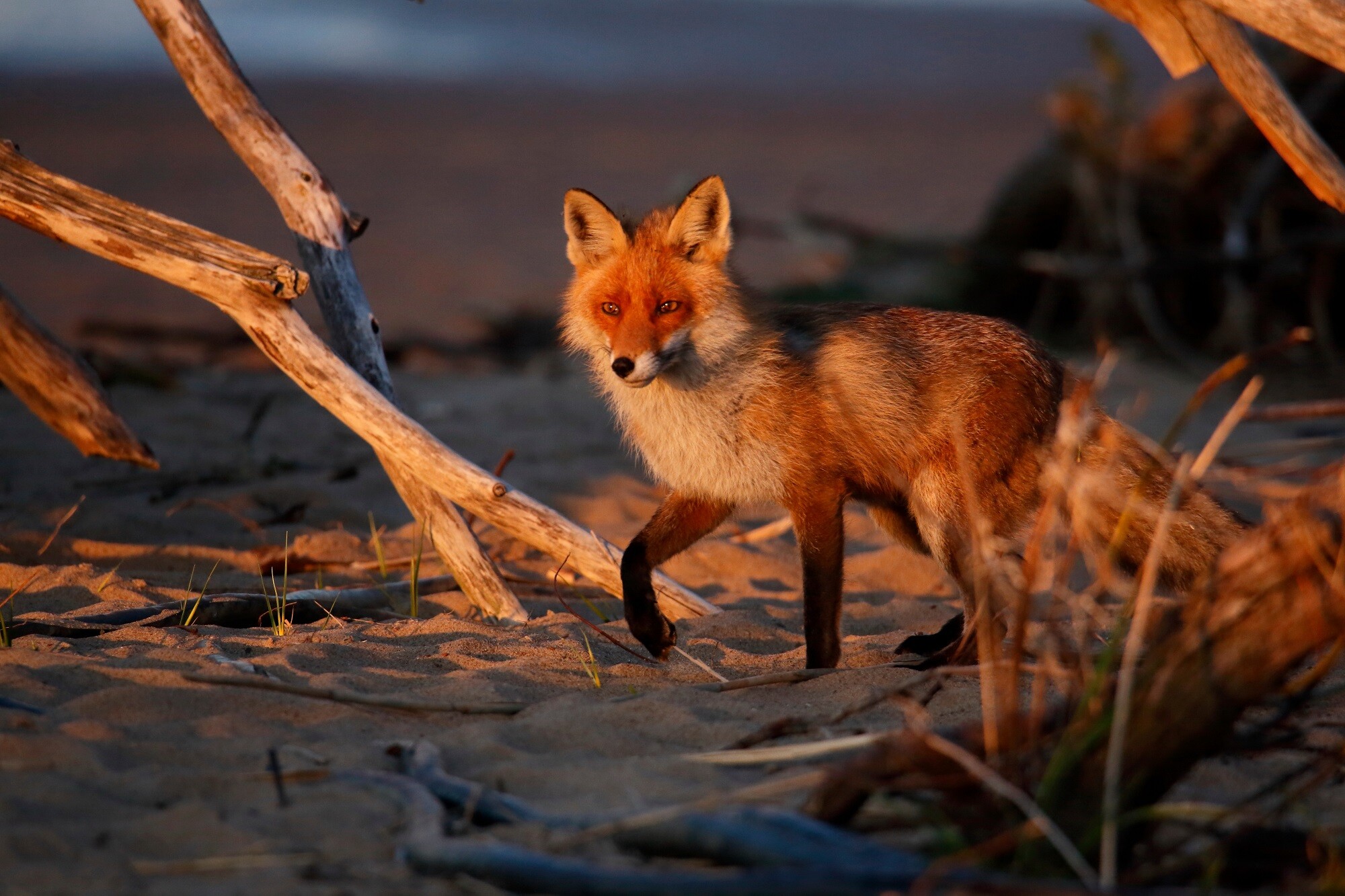 The Colours of the Natural World | Photography Exhibit | Kraków Annual ...