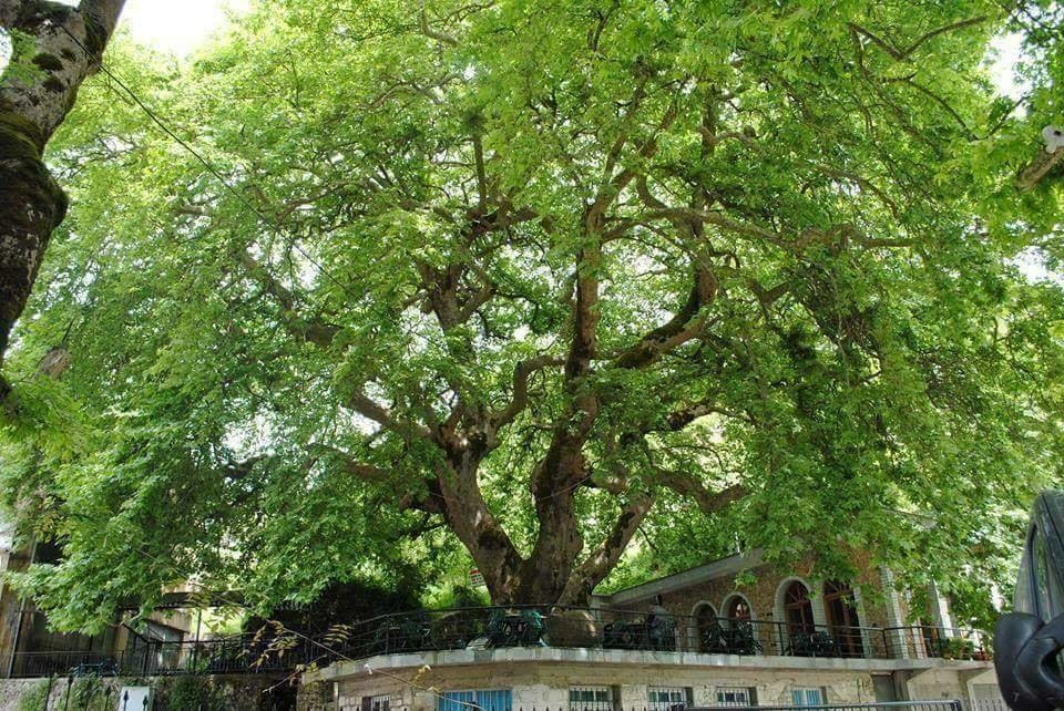 Libohova Plane Tree | What to See | Libohova