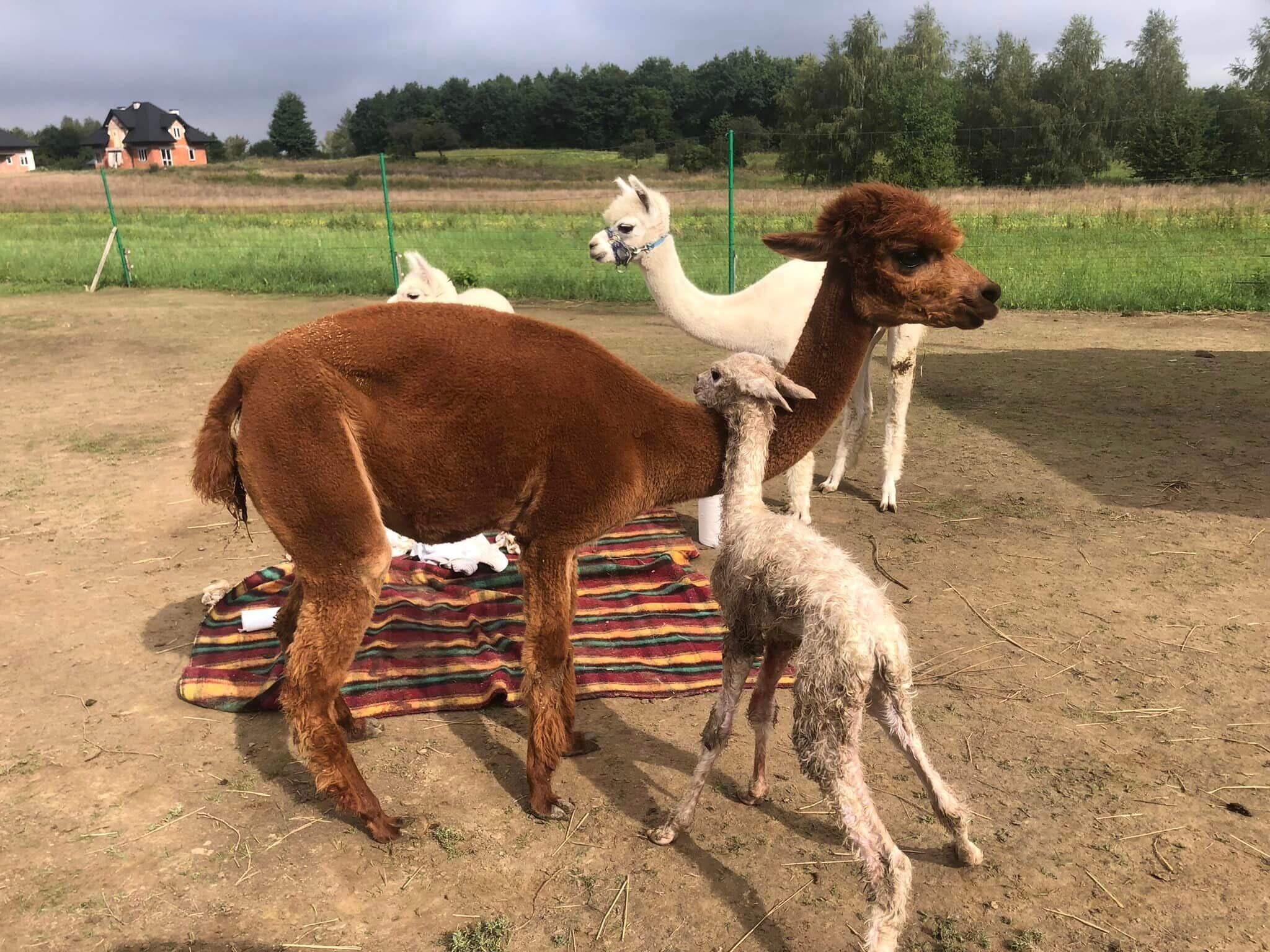 Mini Zoo in Wolica | Sightseeing | Podkarpackie