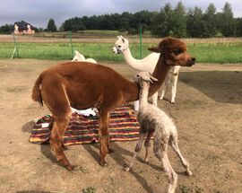 Mini Zoo in Wolica | Sightseeing | Podkarpackie