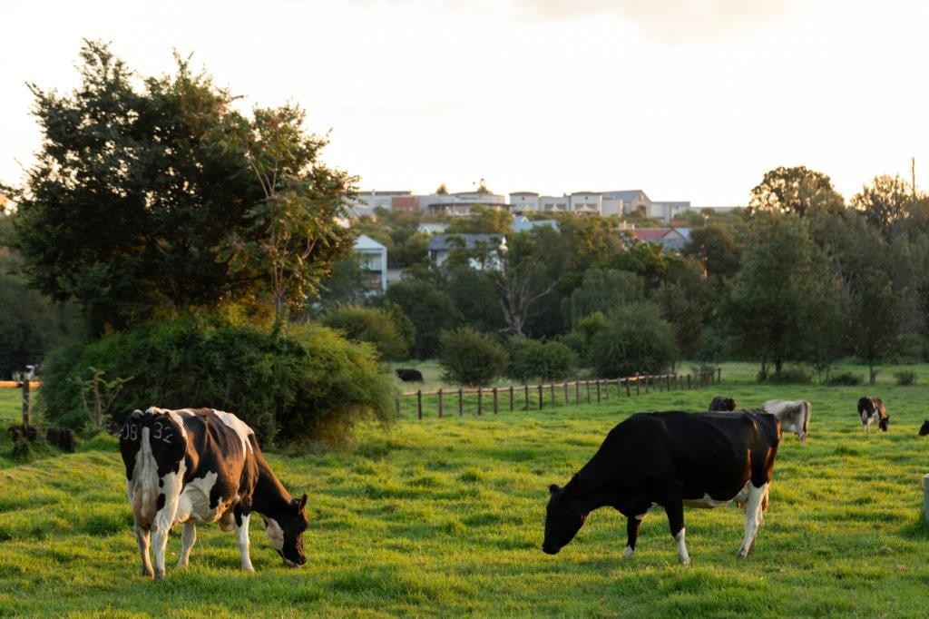 Irene Farm | Sightseeing | Pretoria