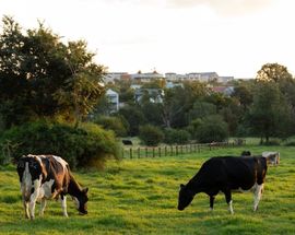 Irene Farm | Sightseeing | Pretoria