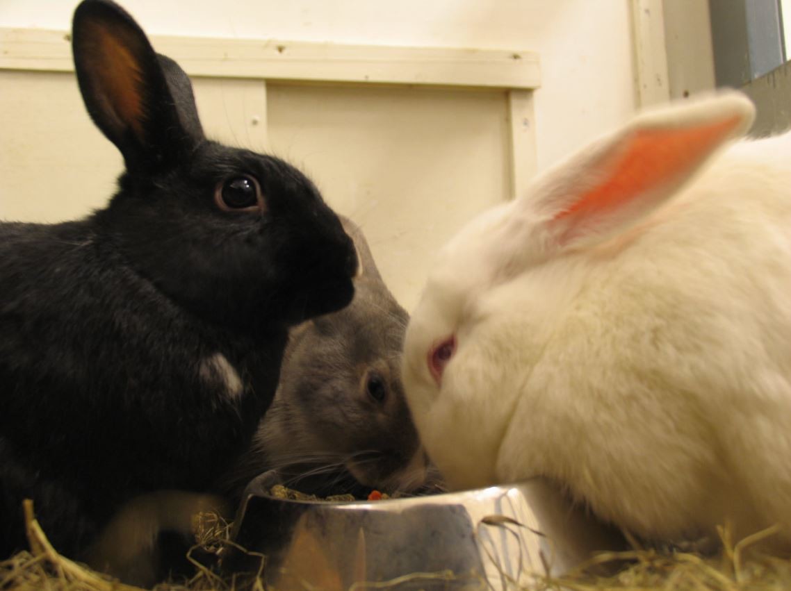 Reykjavik Family Park and Zoo | Kids & Families | Reykjavik