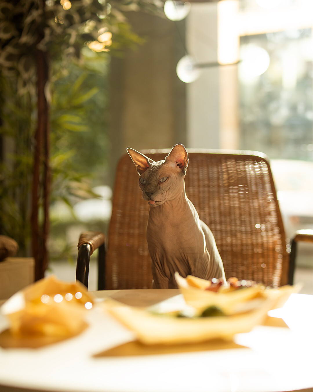 Purr Purr | Cafes | Warsaw