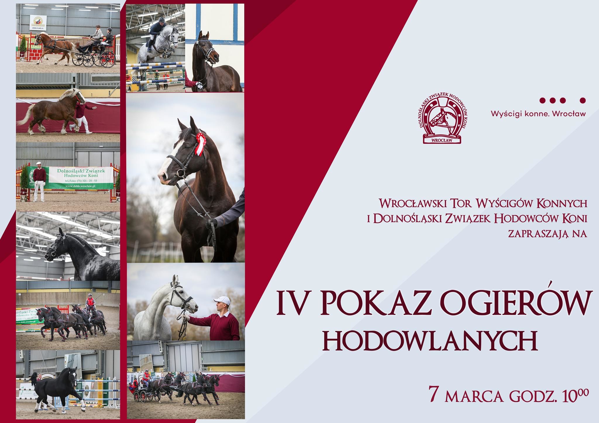 IV Breeding Stallion Show | Partynice Racecourse, Wrocław