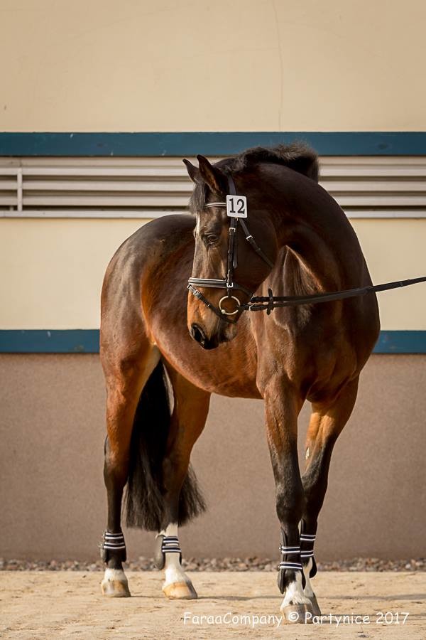 IV Breeding Stallion Show | Partynice Racecourse, Wrocław
