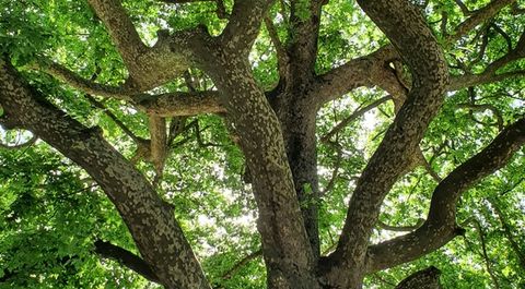 Where to Stay Libohova