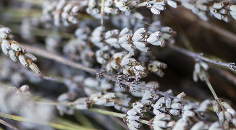 Poje Hvar | Shopping | Hvar