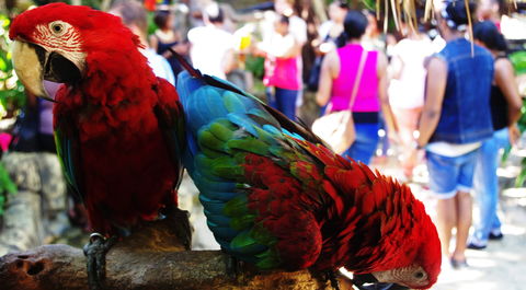 Language | Curacao Basics | Curacao