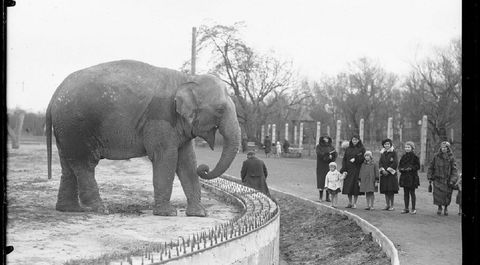 Celebrating 90 Years of the Warsaw Zoo | Warsaw